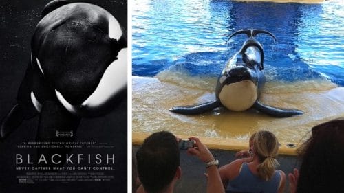 'Blackfish' Documentary Lawsuit: Seaworld Settled Case for $65 Million